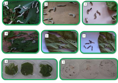 Figure 1 From Molecular Characterization Of Lepidopteran Specific Bacillus Thuringiensis Strains