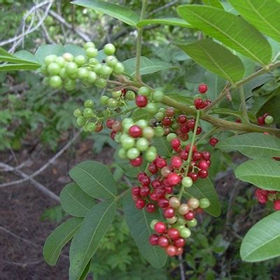 Brazilian Pepper Tree Invasive Species South Africa
