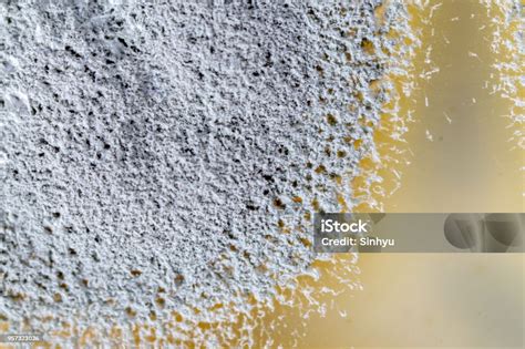 푸른 곰 팡이 식품 및 의약품 생산으로 잘 배양 접시에서 Ascomycetous의 배경 0명에 대한 스톡 사진 및 기타 이미지