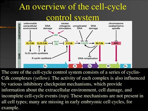 PPT The Cell Cycle PowerPoint Presentation Free Download ID 3737558