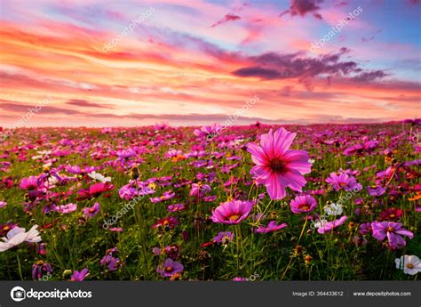 Bonito Incrível Paisagem Campo Flores Cosmos Pôr Sol Natureza Papel