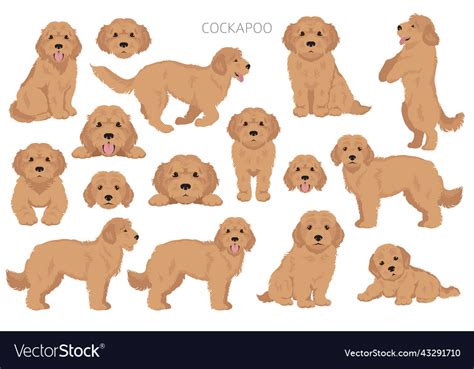Cockapoo Mix Breed Clipart Different Poses Coat Vector Image