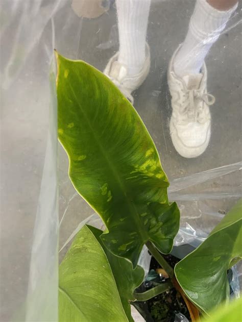 Does This Philodendron I Found At Trader Joes Have Sport Variegation