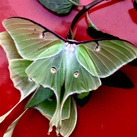 Luna Moths Actias Luna 3024x4032 Oc Luna Moth Moth Beautiful