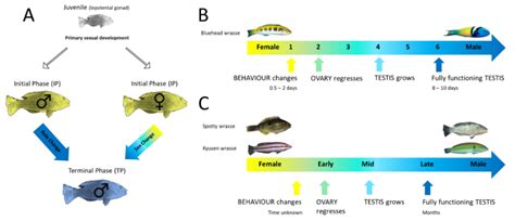 Case Study Bluehead Wrasse Sequential Hermaphroditism In Fish