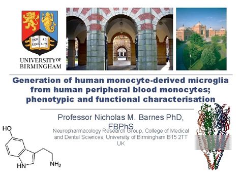 Generation Of Human Monocytederived Microglia From Human Peripheral
