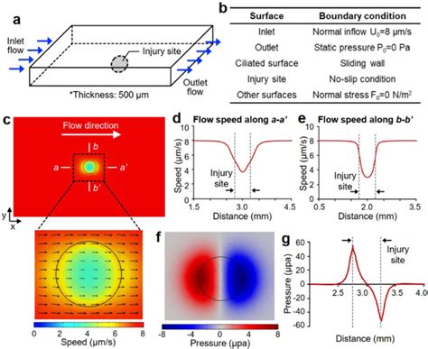 Computer Simulation Of Mucociliary Flow Near The Injury Site A