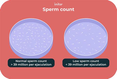 How Much Sperm Does It Take To Get Pregnant Inito