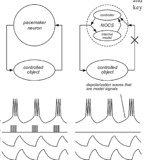 Pacemaker Neuron That Controls Muscle Contraction As An Example Of The