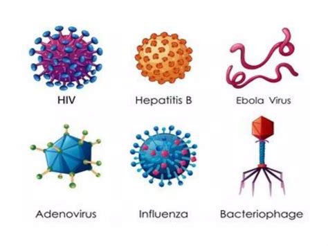 Living World And Classification Of Microbes Pdf Pdf