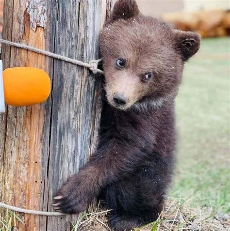 АЖ ҮЙЛДВЭР ЭРДЭС БАЯЛГИЙН САЙД Г ДАМДИННЯМ ЦЕМЕНТ ШОХОЙ” ХХК Д ГЭНЭТИЙН ШАЛГАЛТ ХИЙЖ ҮҮРЭГ