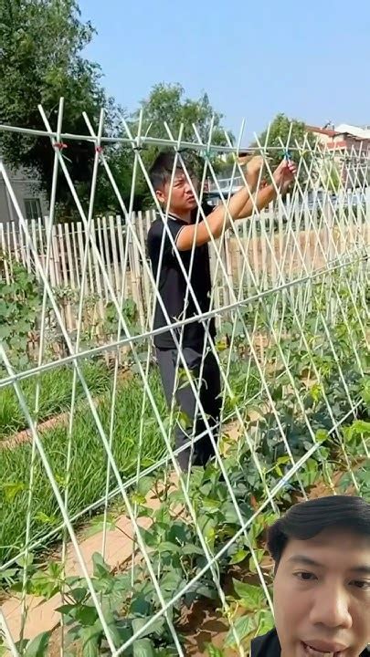 Làm Giàn Cho Cây Bằng Thanh Nan Siêu Bềnshortvideofarmerfarming