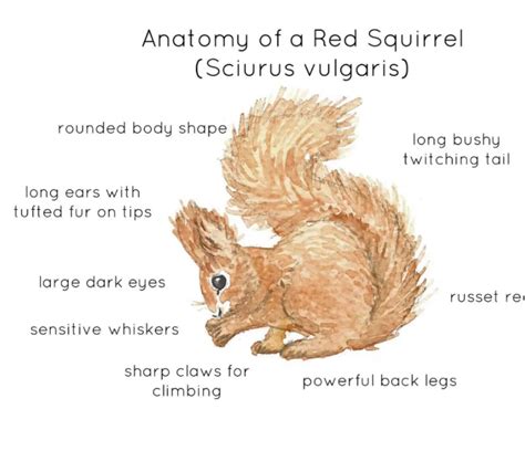 Red Squirrel Anatomy Poster By Teach Simple