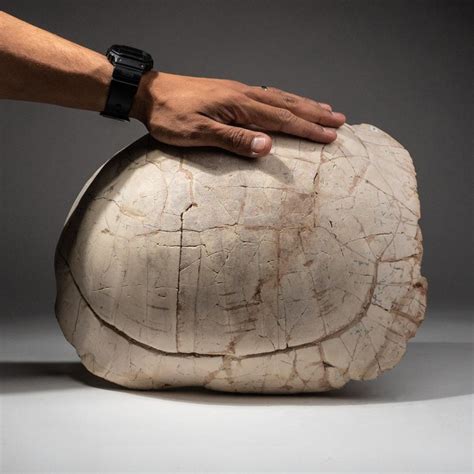 Genuine Natural Fossilized Turtle Shell For Sale At 1stdibs