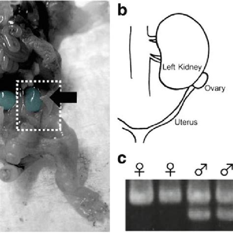 Positioning Of The Dpc 185 Embryo For Dissection Dissect Embryo By