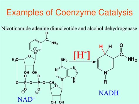 Define Enzyme And Coenzyme At Kathryn Rodrigues Blog