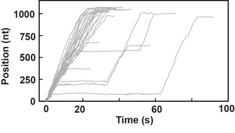 David Dulin Lab Biological Physics Of Gene Machines