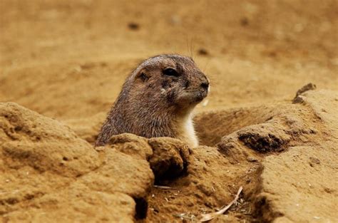 Gopher Server Revived After 15 Years Of Downtime • The Register