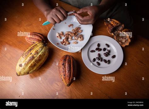 A Woman Cleans Cocoa Beans During The Chocolate Making Process Stock Photo Alamy
