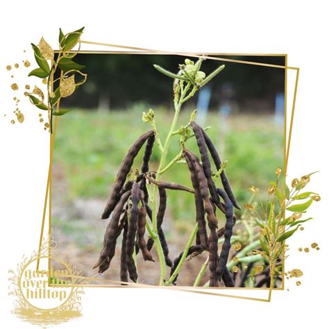Red Or Green High Yield Monggomongomunggo Mungo Mung Beans Seeds For