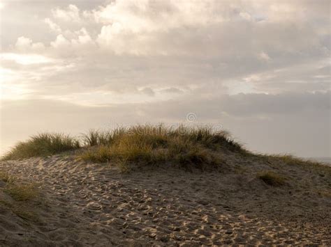 Dunes Dry Grass And Sand Texture Stock Image Image Of Grass Texture