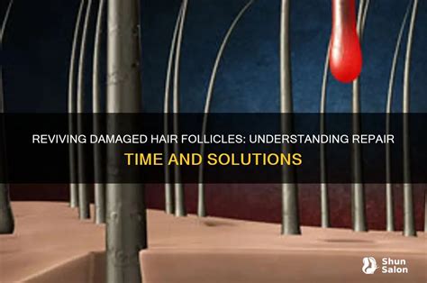 Reviving Damaged Hair Follicles Understanding Repair Time And