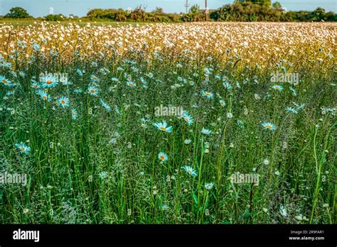 Daisy Daisy In Sun And Shade A Field Full Of Oxeye Daisies Leucanthemum Vulgare In Spring