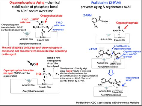 Pralidoxime2 Pam Tusom Pharmwiki