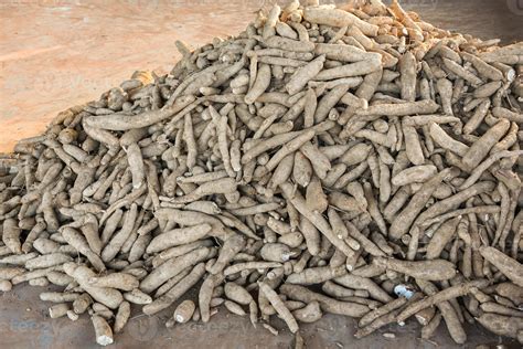 Pile Of Cassava Root Agriculture Is Harvesting Tapioca In Market From