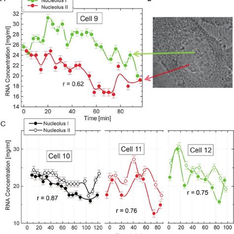 Monitoring Of Rna Synthesis In Single Nucleolus By Raman Download