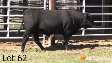 Lot 62 Youtube