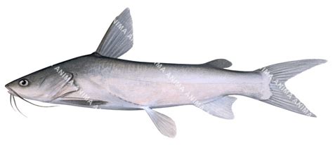 Blue Catfisharius Guatemalensis Marine Images By Roger Anthony