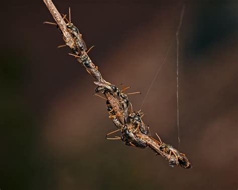 Euryglossa Frenchii Males Olympus Digital Camera Your Comm… Flickr