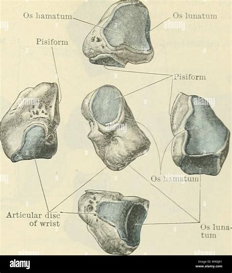Archive Image From Page 254 Of Cunninghams Text Book Of Anatomy 1914 Cunninghams Text Book