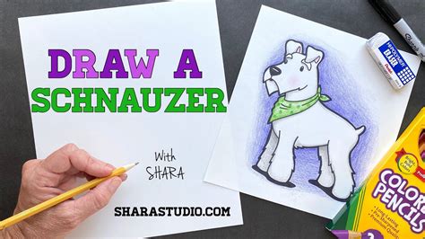 Draw A Schnauzer Youtube