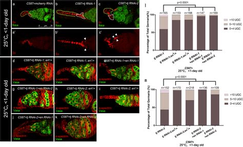 Engrailed Misregulation Partly Contributes To The Germline Download Scientific Diagram