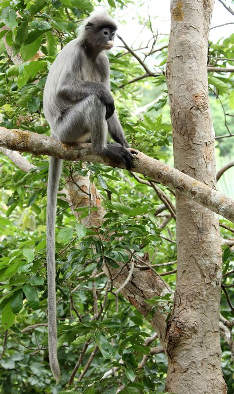 Trachypithecus Crepusculus Indochinese Gray Langur — Coke Smith Wildlife