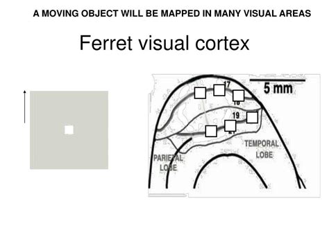 Ppt Some Principles Of Stimulus Evoked Cortical Dynamics Of Visual Areas Powerpoint