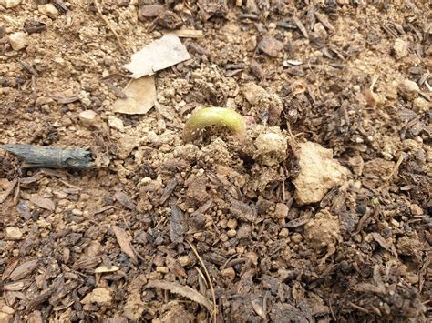 ㅇㄴㅇㄱㅂ On Twitter 땅에 씨앗을 심을 때마다 씨앗이 싹이 터서 흙을 헤치고 올라오는 새싹모습이 늘 감동이다 감동~