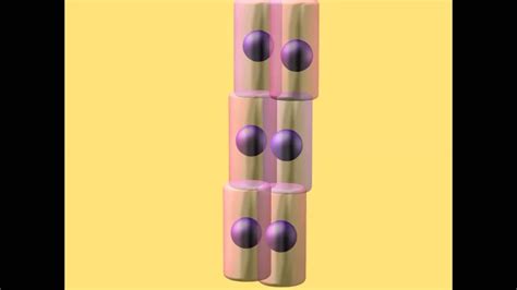 Myoblast Fusion To Form Skeletal Muscle Fibers Youtube