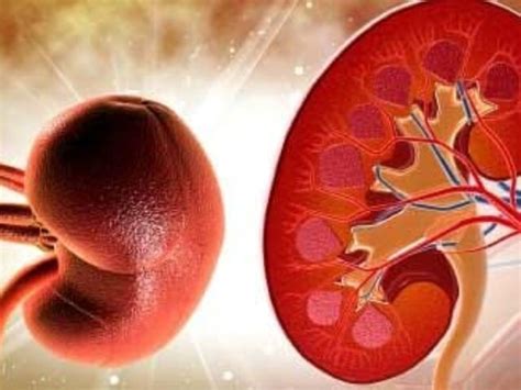 6 Tips To Lower Your Creatinine Levels Naturally News18