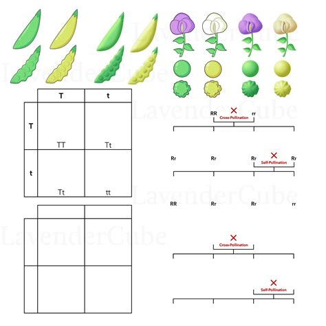 Genetics Diagrams Mendels Pea Plant Punnett Squares Digital Download