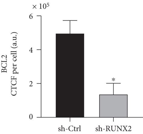 Knockdown Of RUNX2 Affects Antiapoptotic Marker Expression BCL2 Download Scientific Diagram