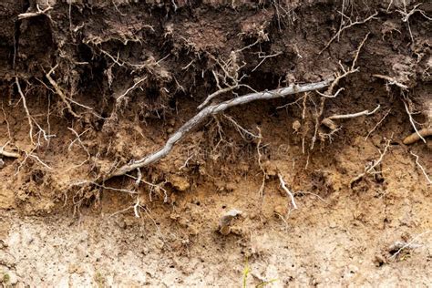 Soil Section With Bare Tree Roots Soil Structure Stock Photo Image