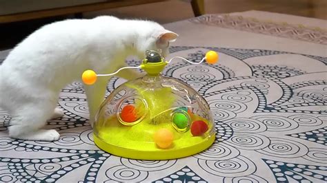 Iris Zeng On Linkedin Cat