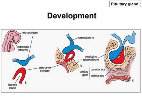 Structure Function Relationship Of The Endocrine Glands Of The Head And Neck Regions With Their