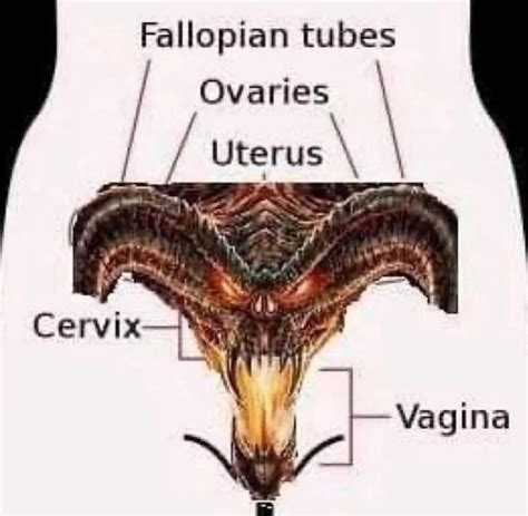 What The Uterus Looks Like Lies