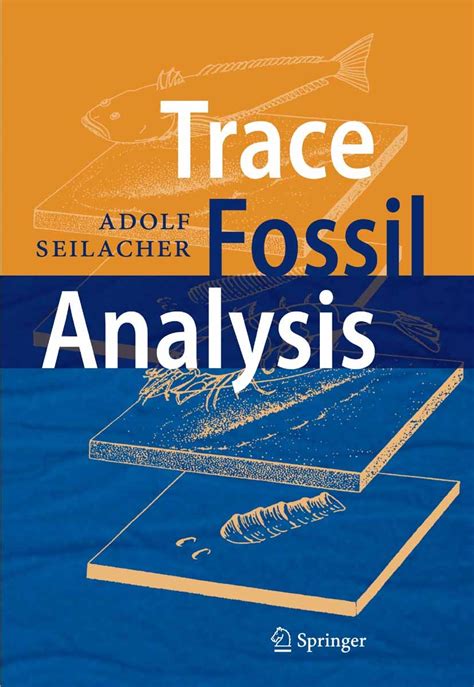 Trace Fossil Trace Fossil