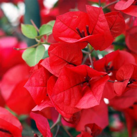 Red Bougainvillea Tree