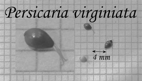 Persicaria Virginiana Archives Hardy Plant Society